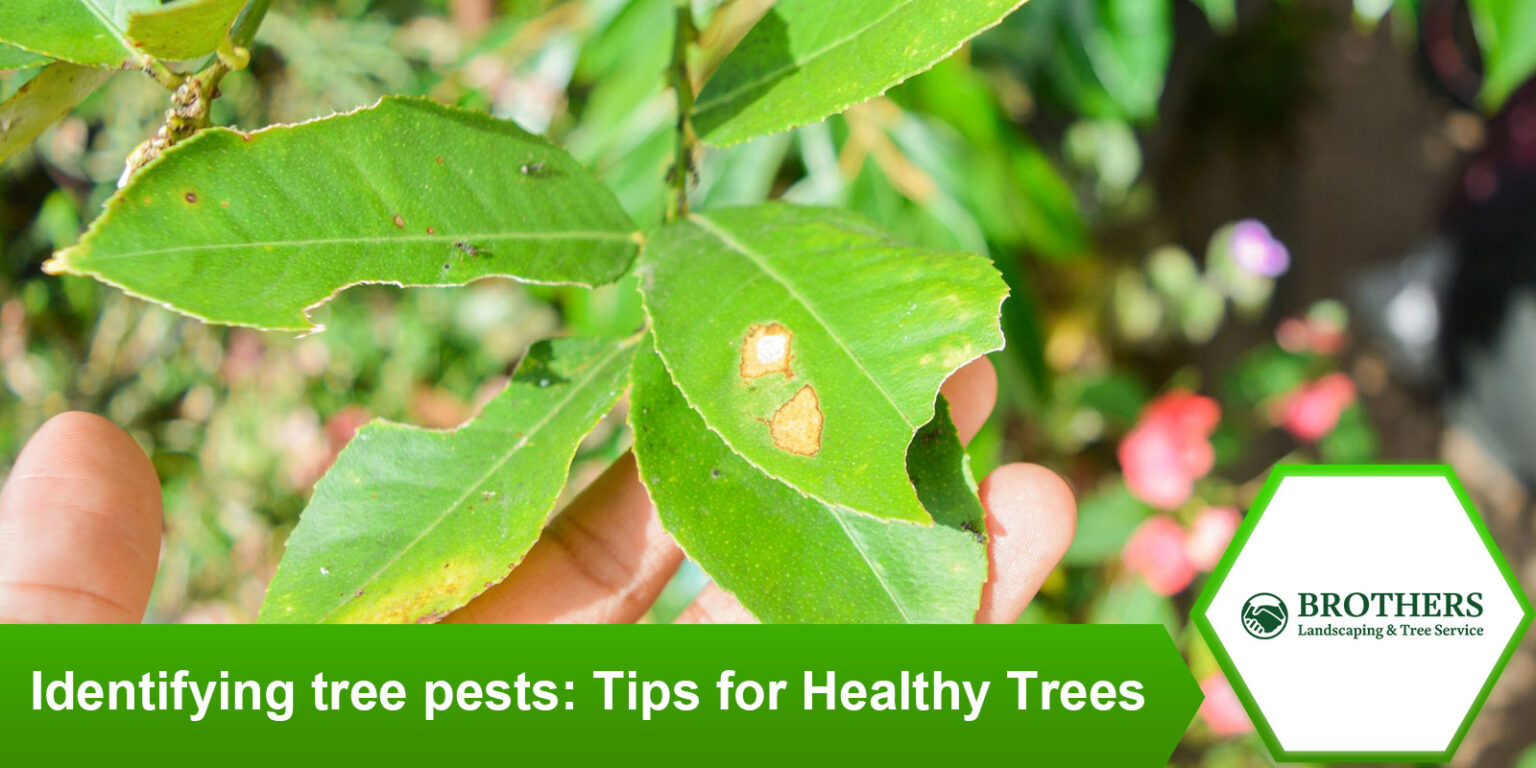 Identifying tree pests: Keep your trees healthy