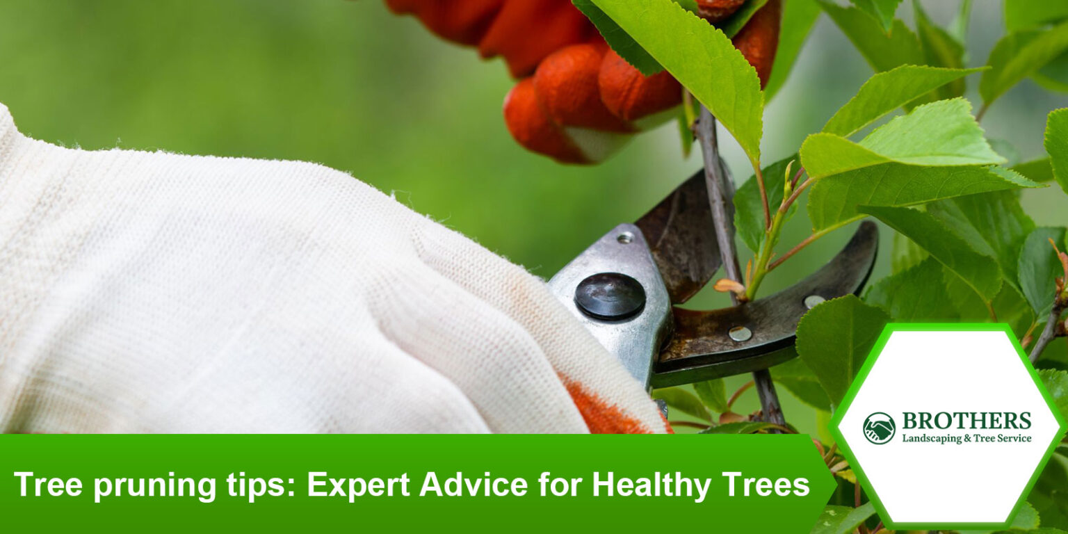 Tree pruning tips: Essential Guide for Healthy Trees