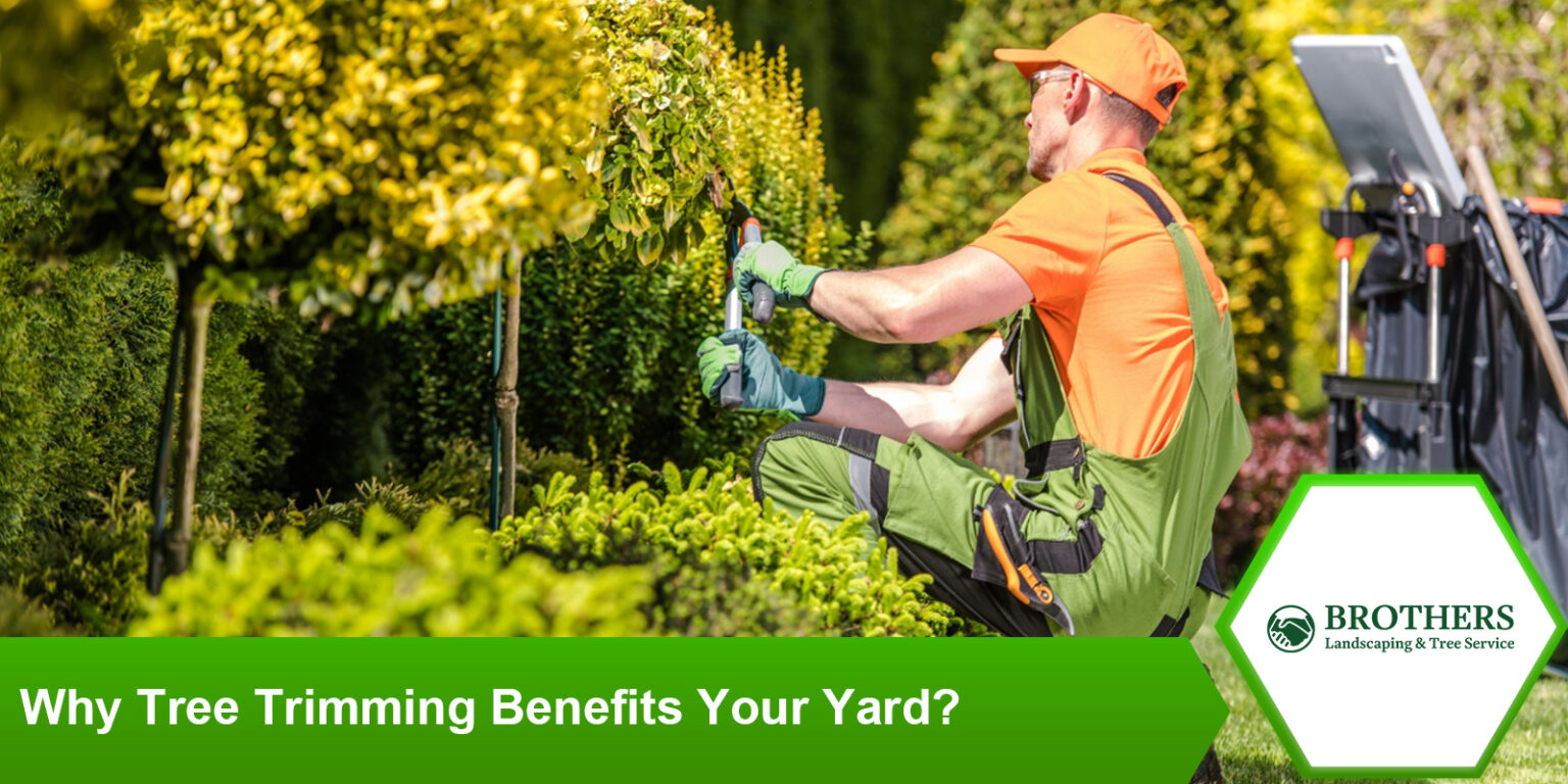 Effective Tree Trimming Benefits for Your Yard