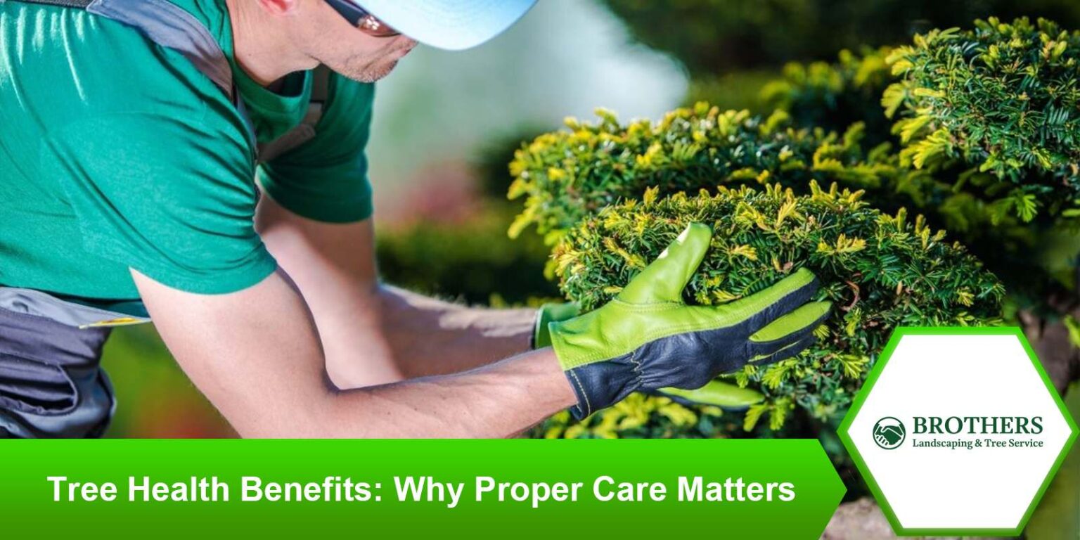 Tree Health Benefits: Why Proper Care Matters