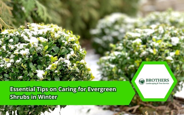 Caring for Evergreen Shrubs in Winter Guide