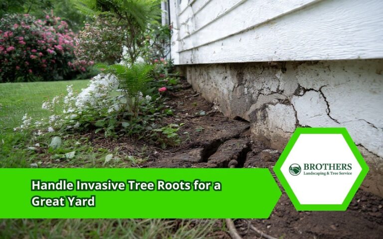 Invasive Tree Roots: Risks and Root Control Tips